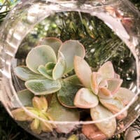 Terrarium Ornaments - Crafts and Home Decor